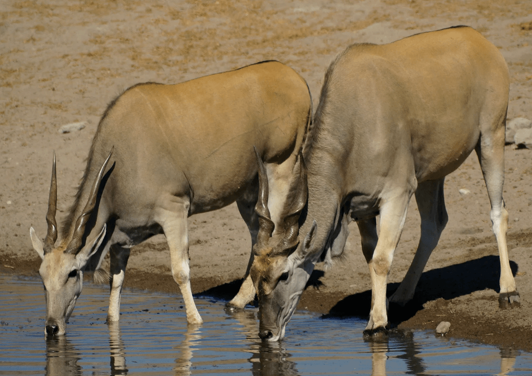 Top 10 Animals to Hunt in Africa (A Professional Hunter’s List ...